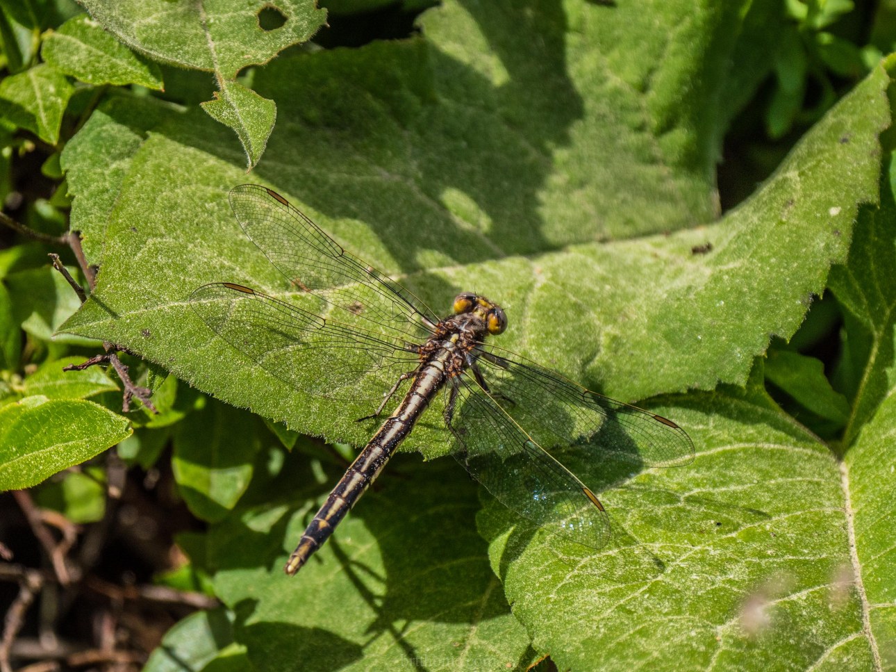 20180615-22 Dragonflies and Damselflies | Brtthome's Blog